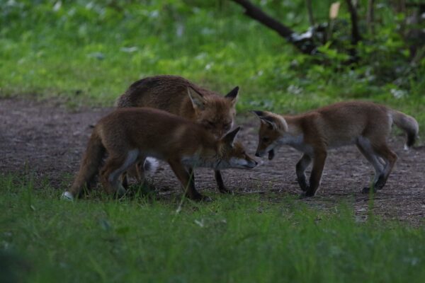 Lebendige Nacht: Vom verborgenen Leben der Tiere – Bürgerfunk-Detmold
